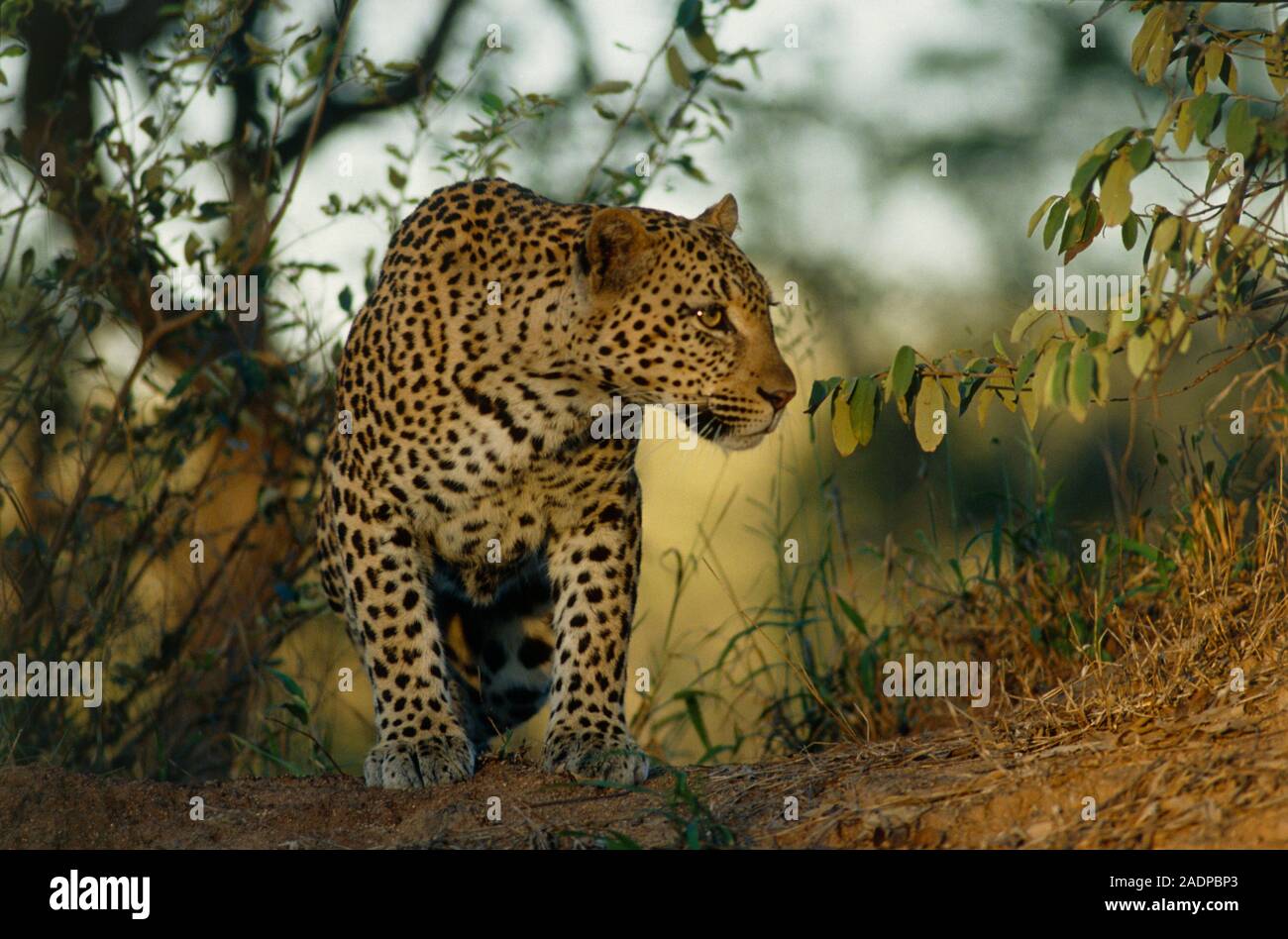 Leopard (Panthera pardus) stalking its prey (not seen). This solitary ...