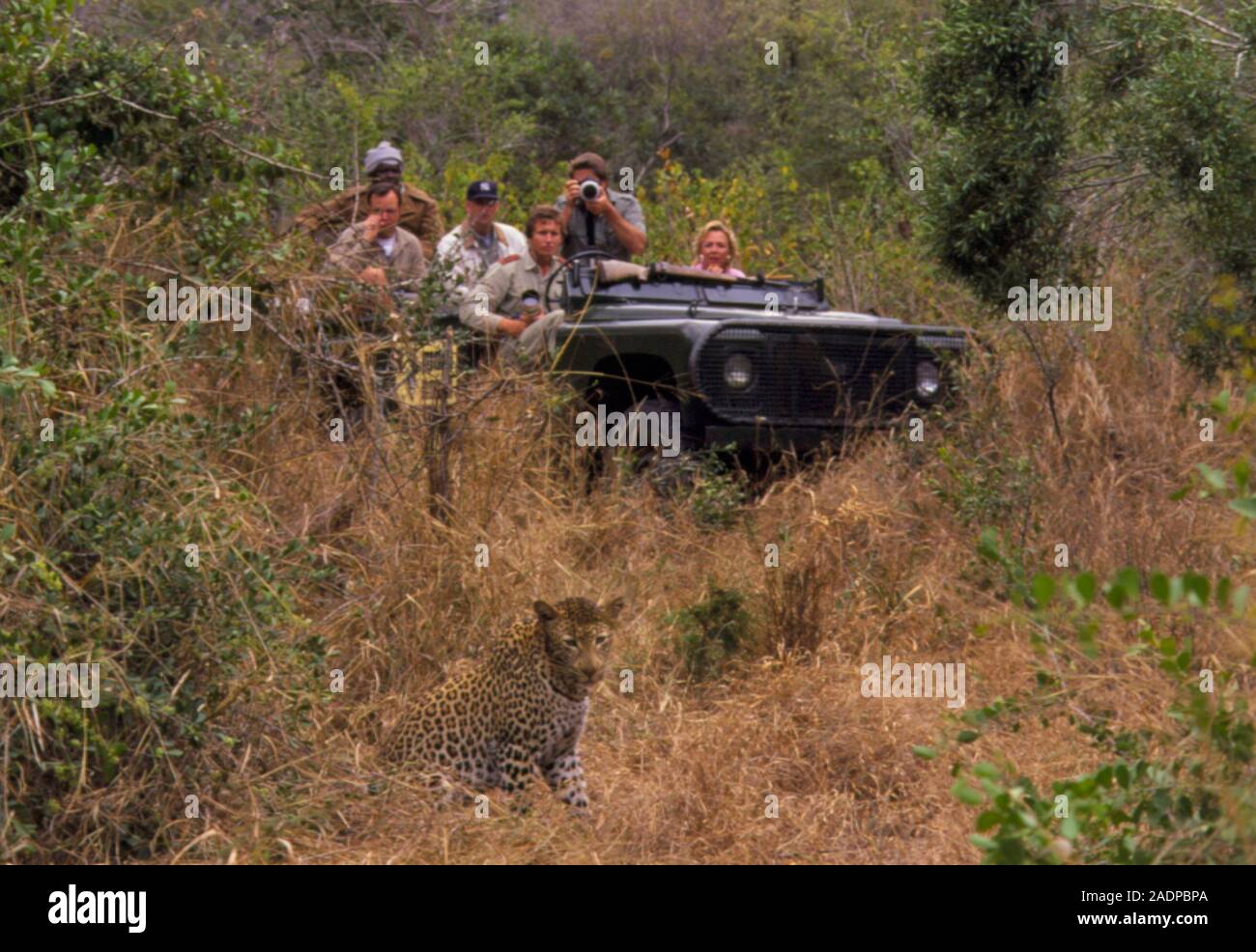 Leopard watching. Tourists on safari in a jeep photographing a leopard ...