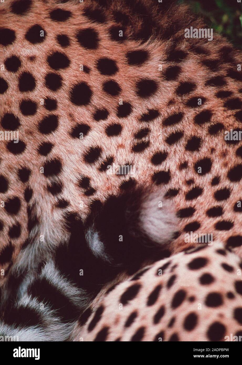 Cheetah fur. Close-up of the coat of a cheetah (Acinonyx jubatus ...