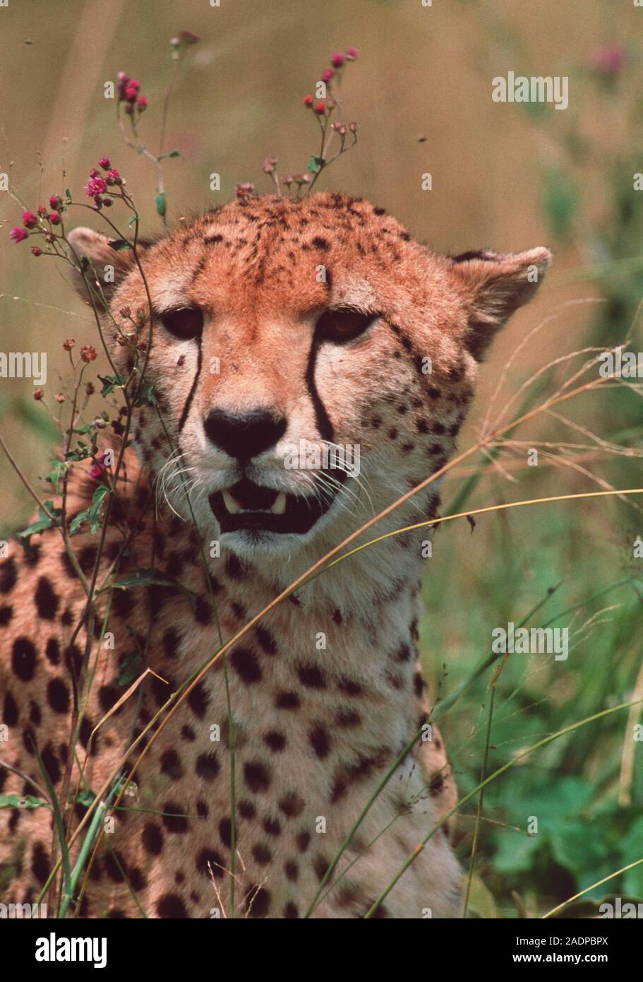 Cheetah (Acinonyx jubatus). This carnivore hunts small gazelles and ...