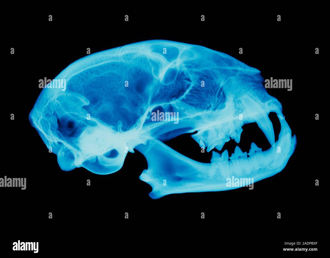 Cat skull. X-ray of the skull of a domestic cat (Felis catus) seen from ...