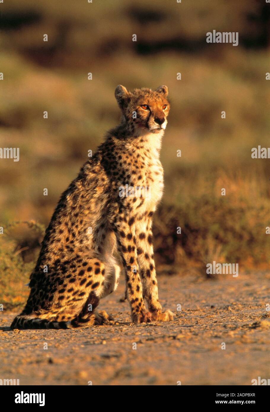 Cheetah (Acinonyx jubatus). This carnivore hunts small gazelles and ...