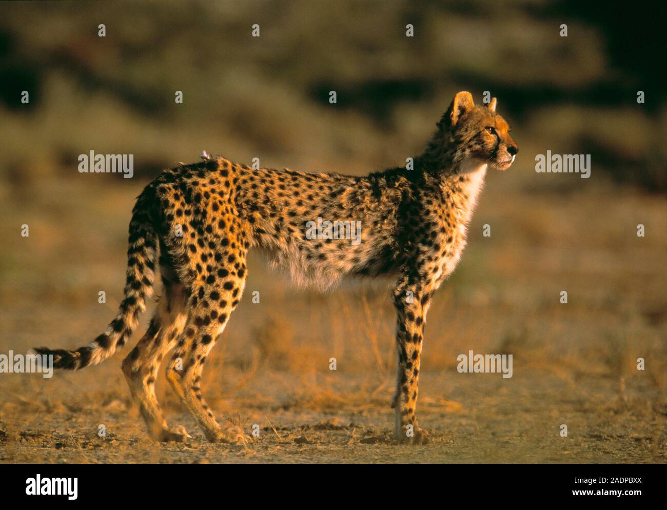 Cheetah (Acinonyx jubatus). This carnivore hunts small gazelles and ...