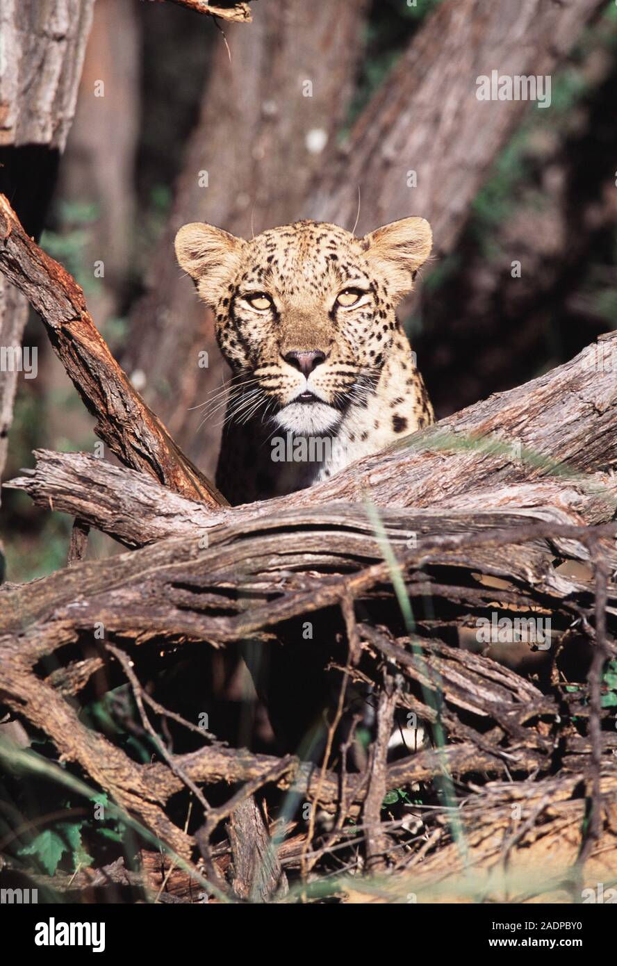 Leopard (Panthera pardus) behind branches. The leopard is an adaptable ...