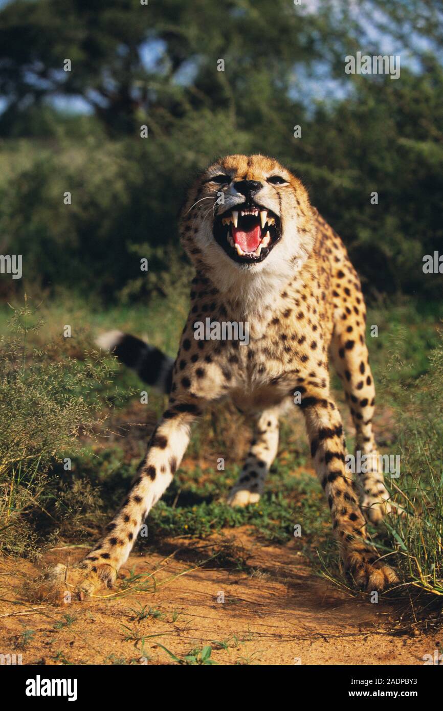 Snarling cheetah (Acinonyx jubatus). The cheetah has shorter canine ...