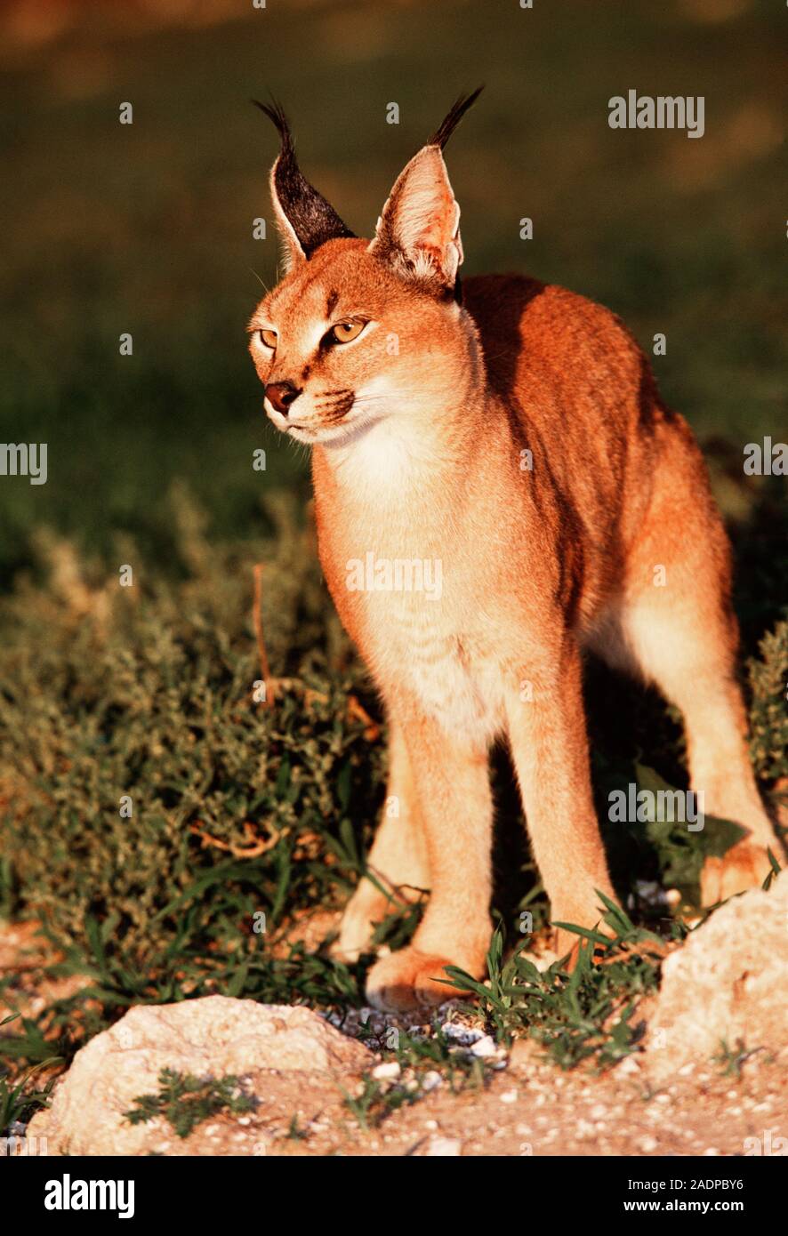 Caracal (Caracal caracal). This cat is related to the lynx. It measures ...