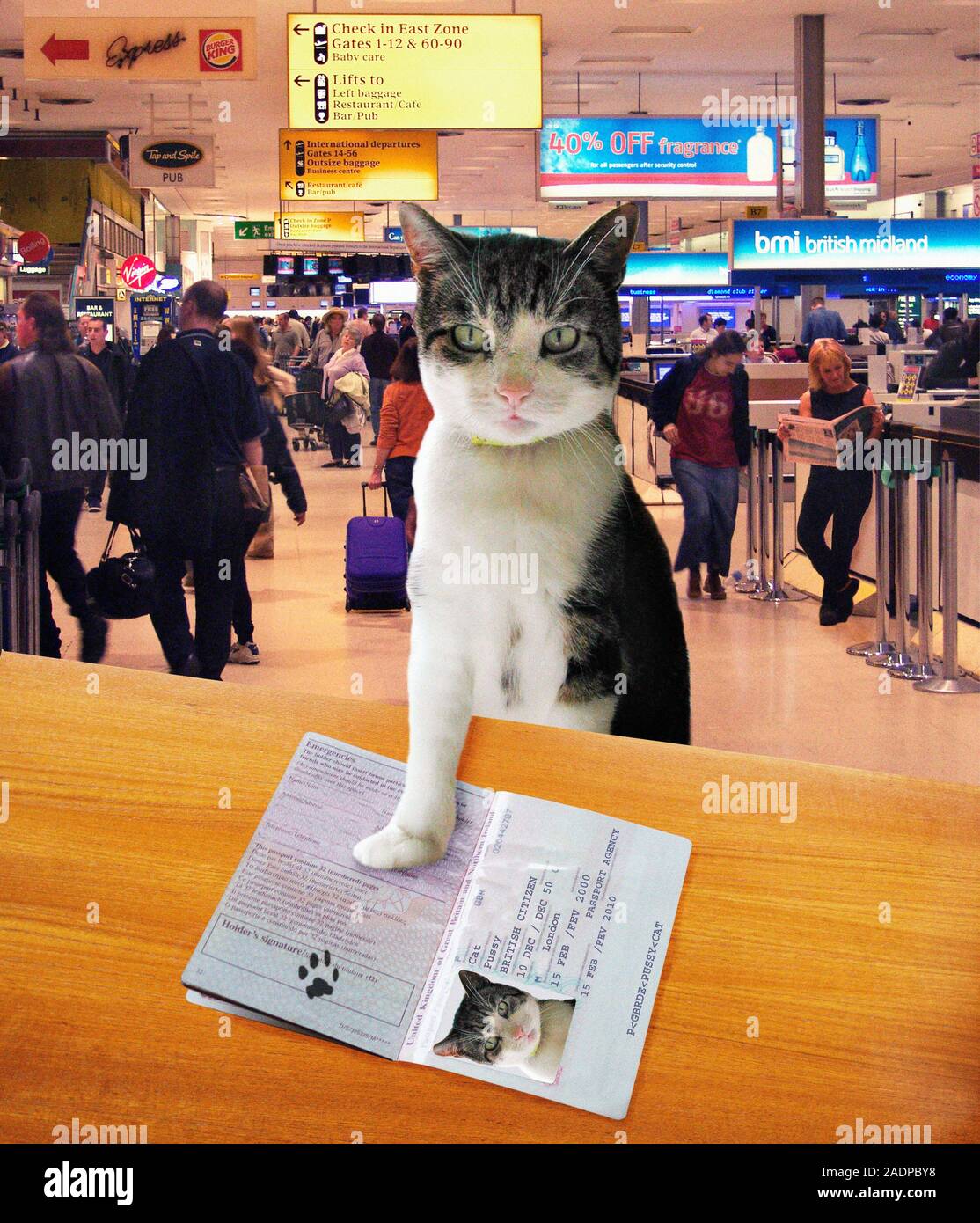 Pet passport. Conceptual computer image of a cat (Felis catus) at an ...