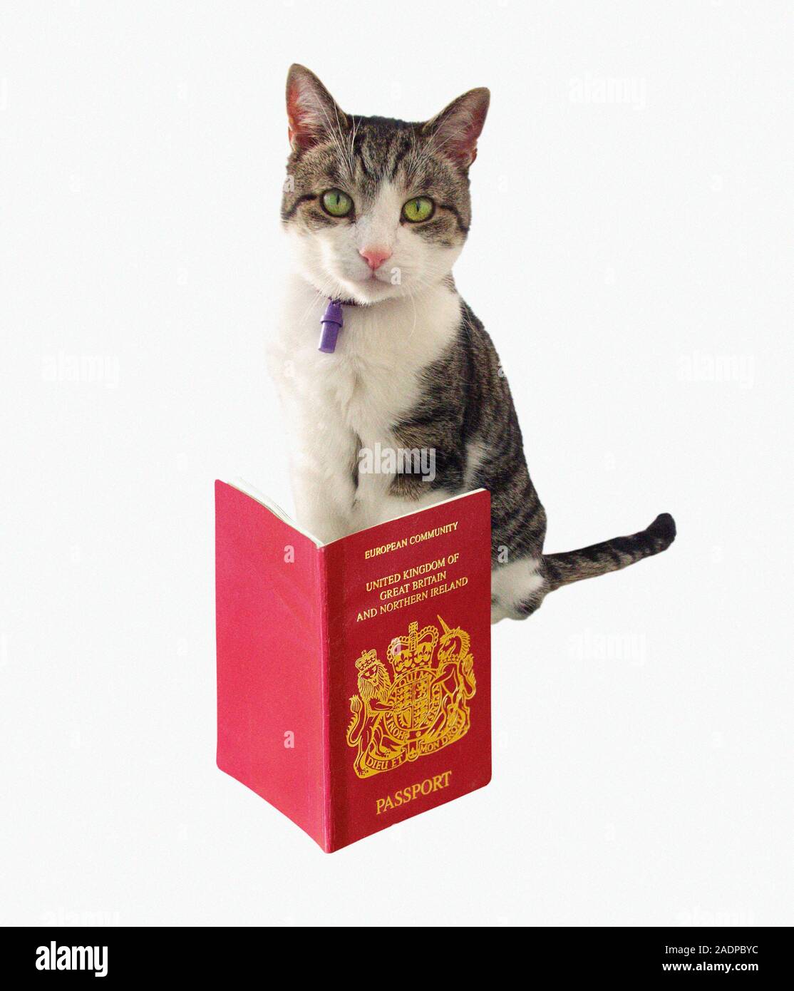 Pet passport. Conceptual computer image of a cat (Felis catus) with a ...