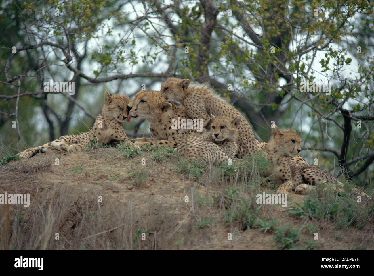 Cheetah and cubs (Acinonyx jubatus). Female cheetahs give birth to ...