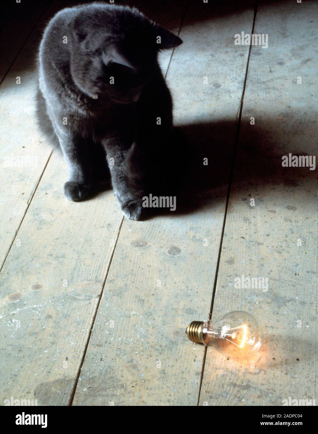 Cat (Felis catus) staring intently at a light bulb. This could ...