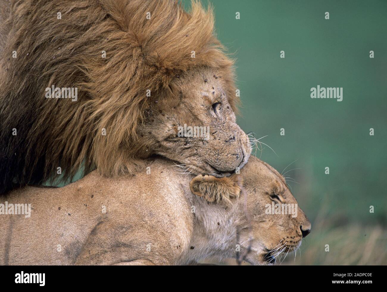 Lions. African lions (Panthera leo) mating. During mating the male ...