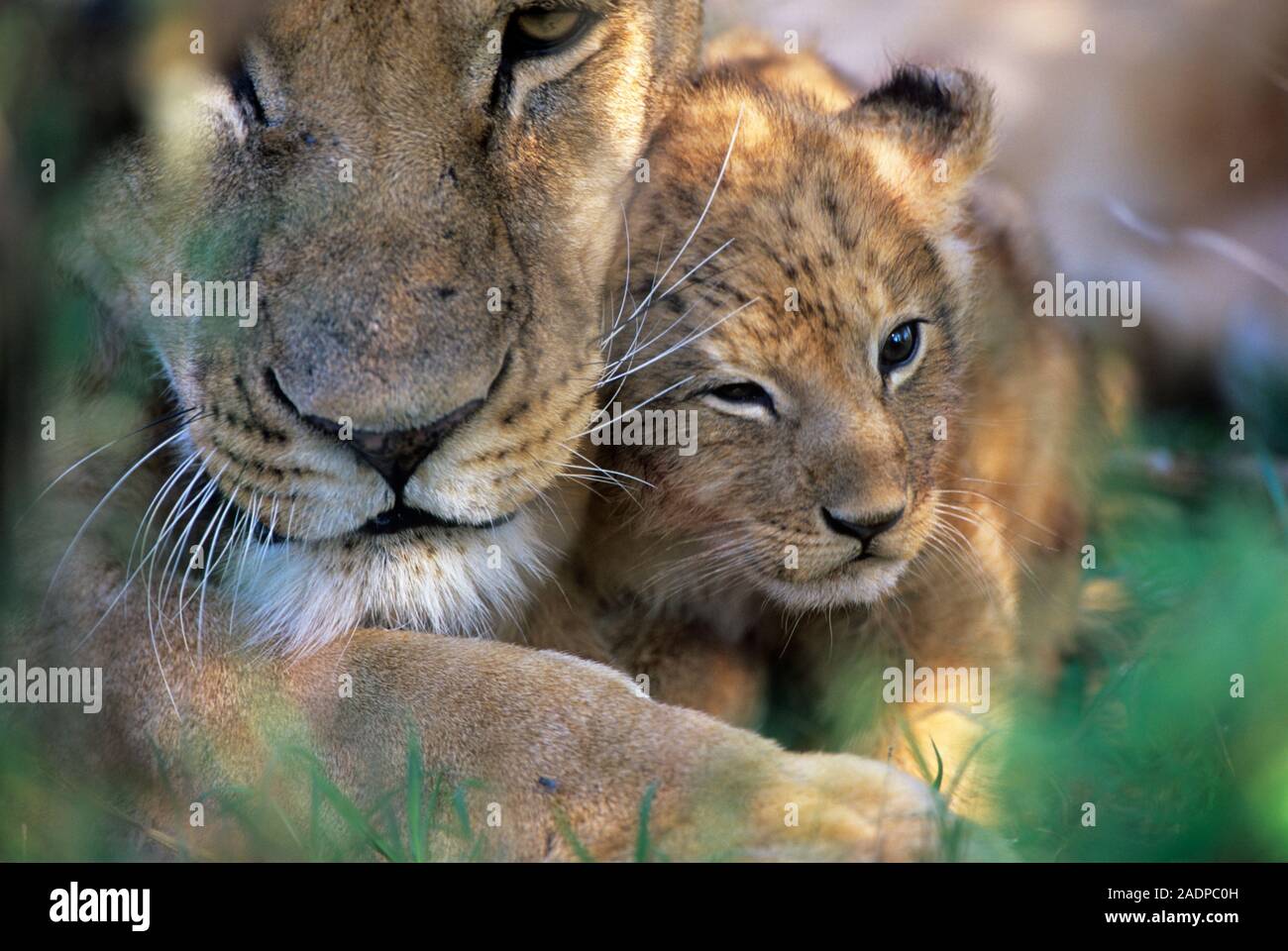 Lioness and cub. Female African lion (Panthera leo) and her cub ...