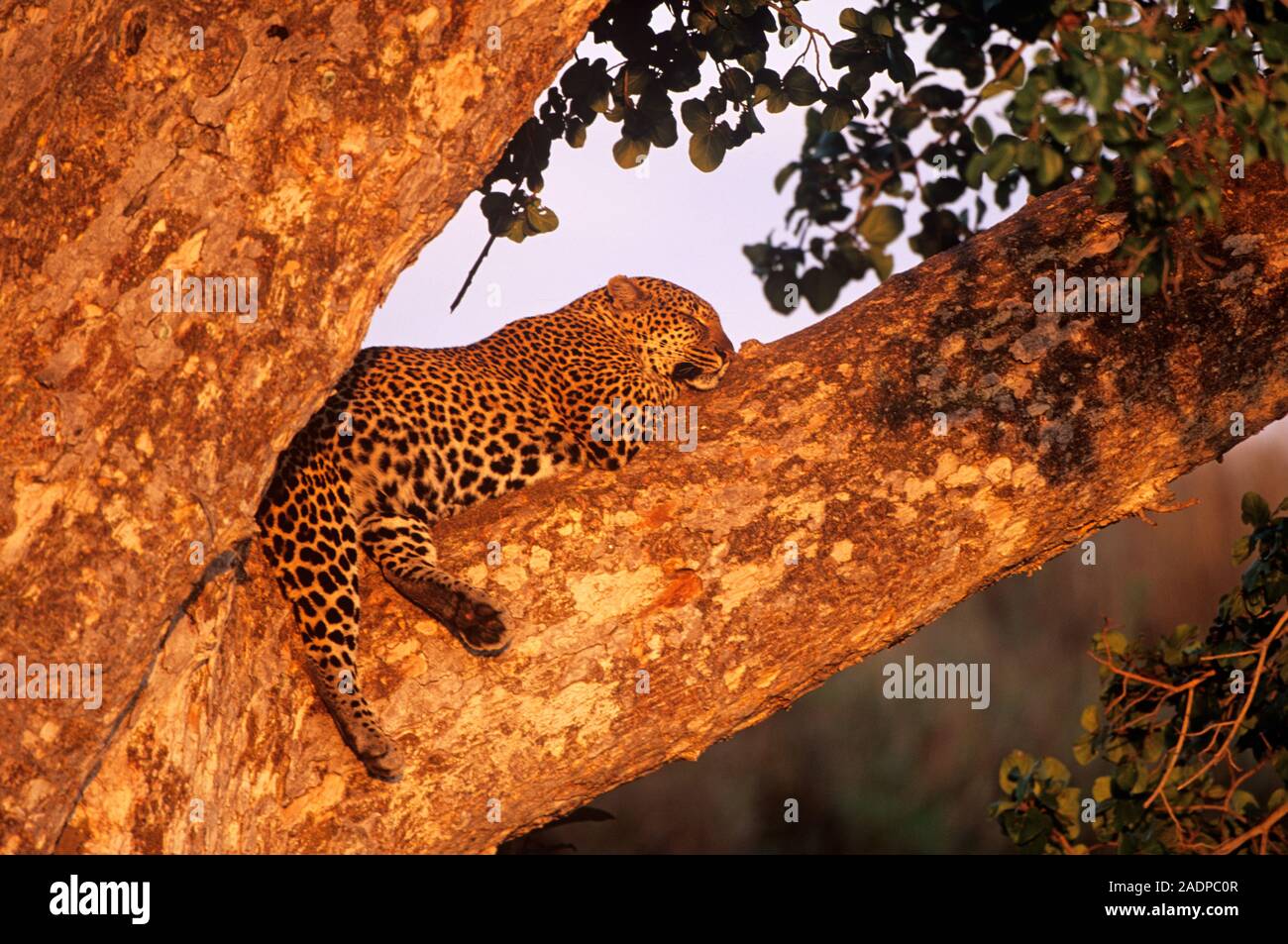 Leopard (Panthera pardus) sleeping in a tree. The leopard, the smallest ...