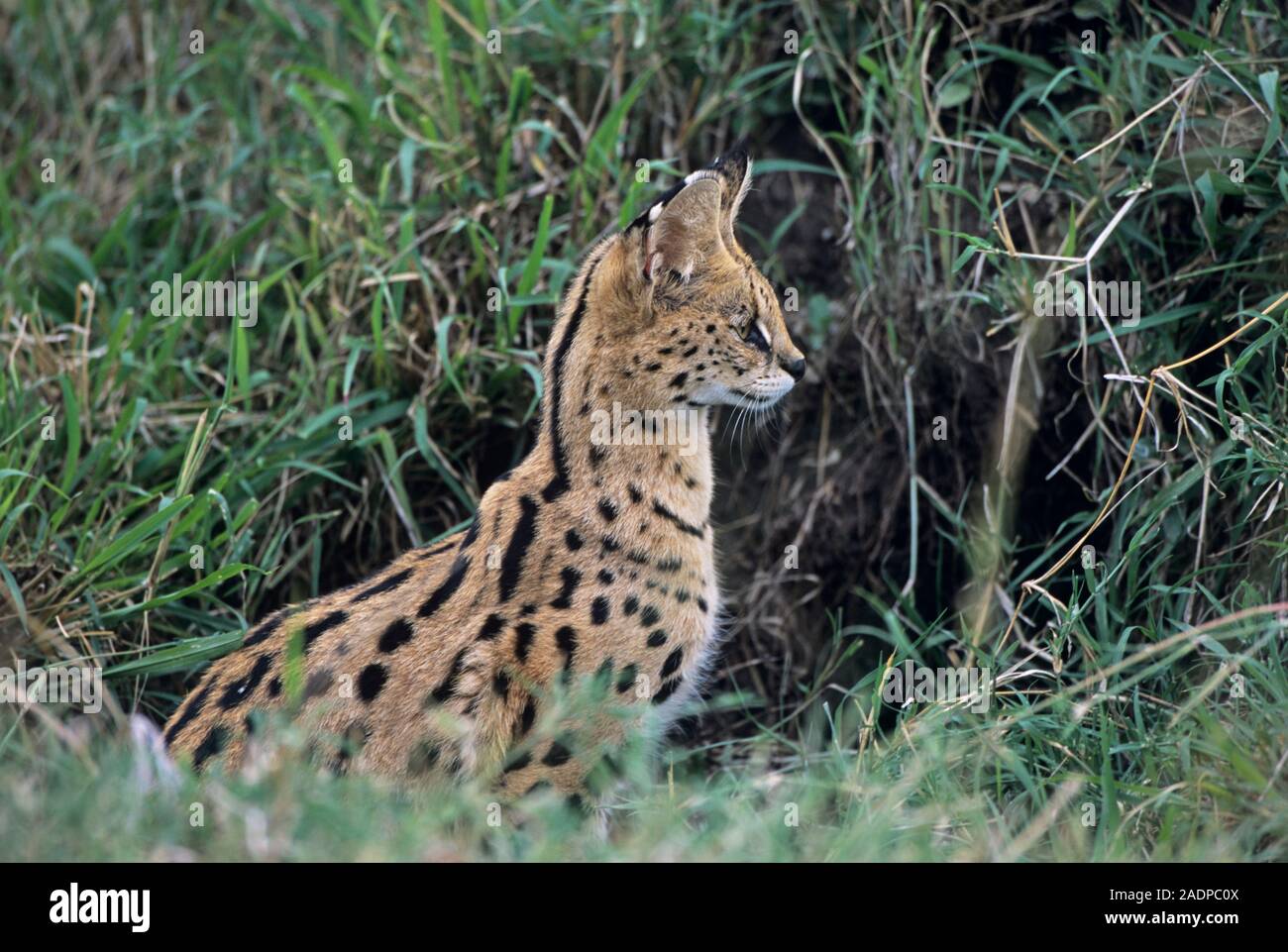 Serval (Felis serval) sitting in grass. The serval is a mid-sized ...