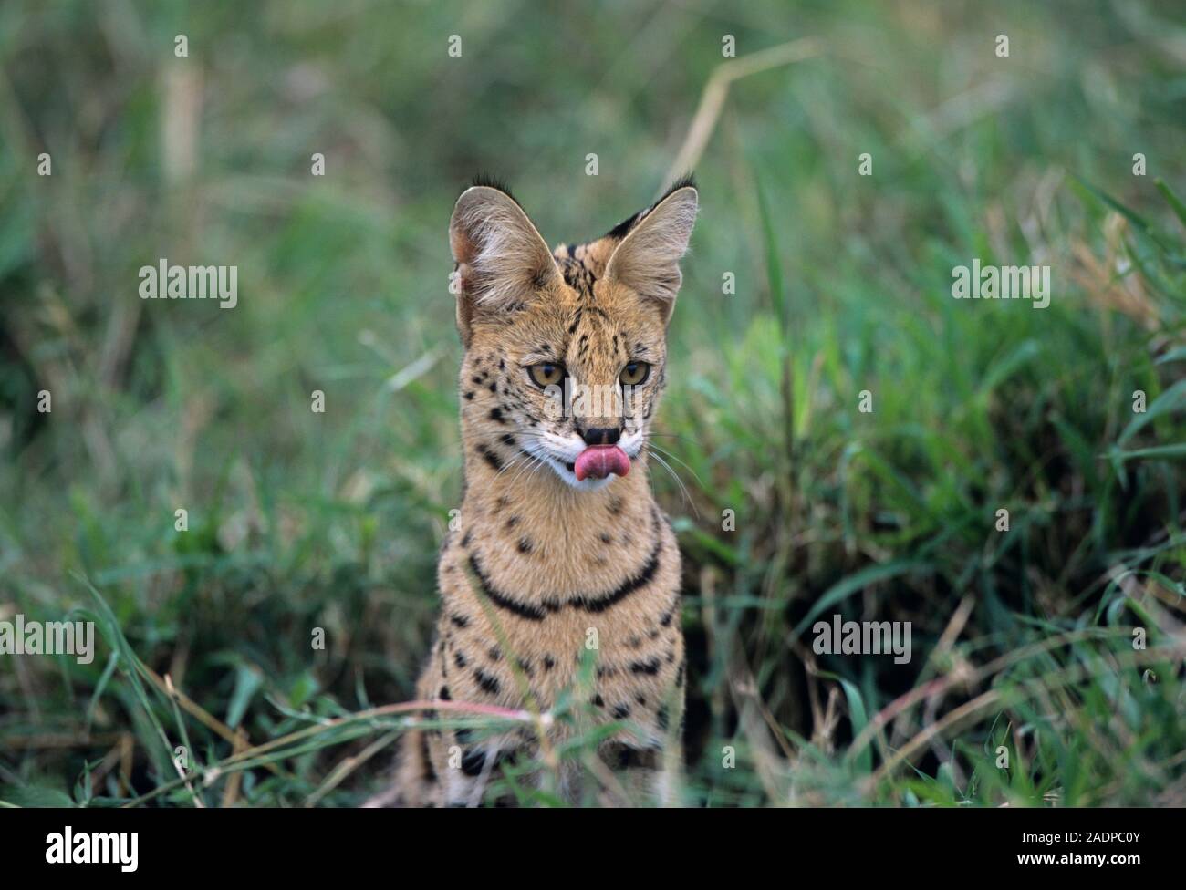 Serval (Felis serval) licking its lips. The serval is a mid-sized ...