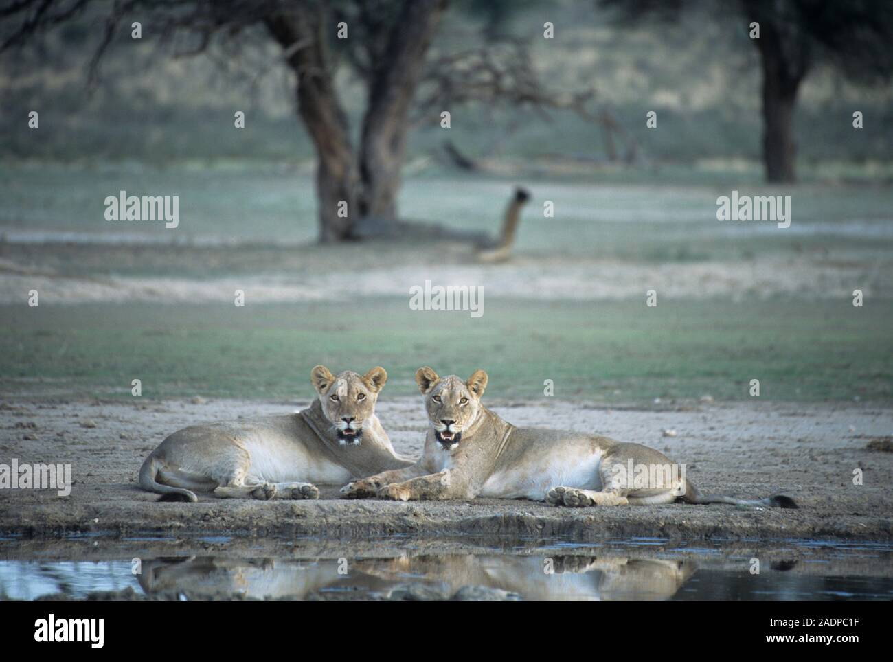 Lionesses. Female African lions (Panthera leo) resting next to water ...