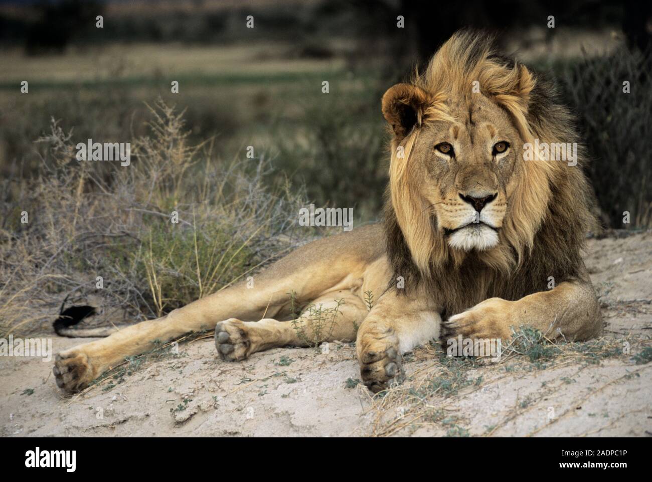 Male African lion (Panthera leo). Male lions are the only cats to have ...