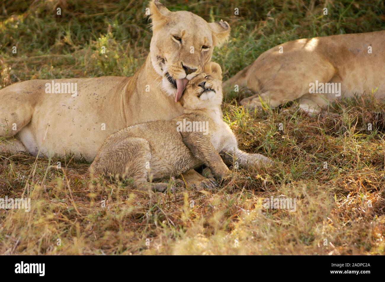Lioness and cub. Female African lion (Panthera leo) grooming her cub ...