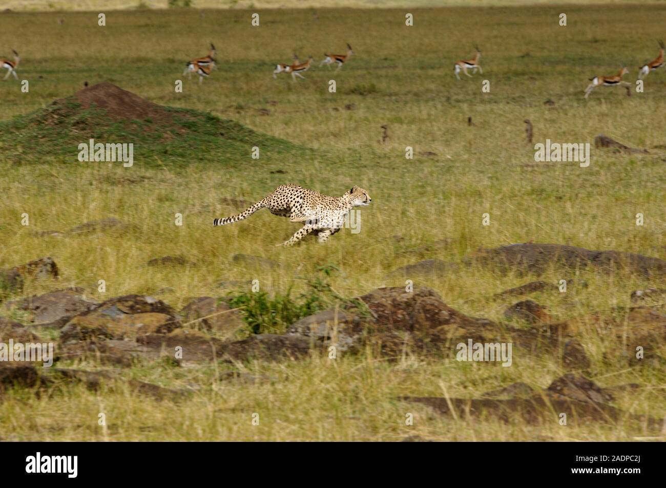 Cheetah (Acinonyx jubatus) sprinting as it hunts its prey. This ...