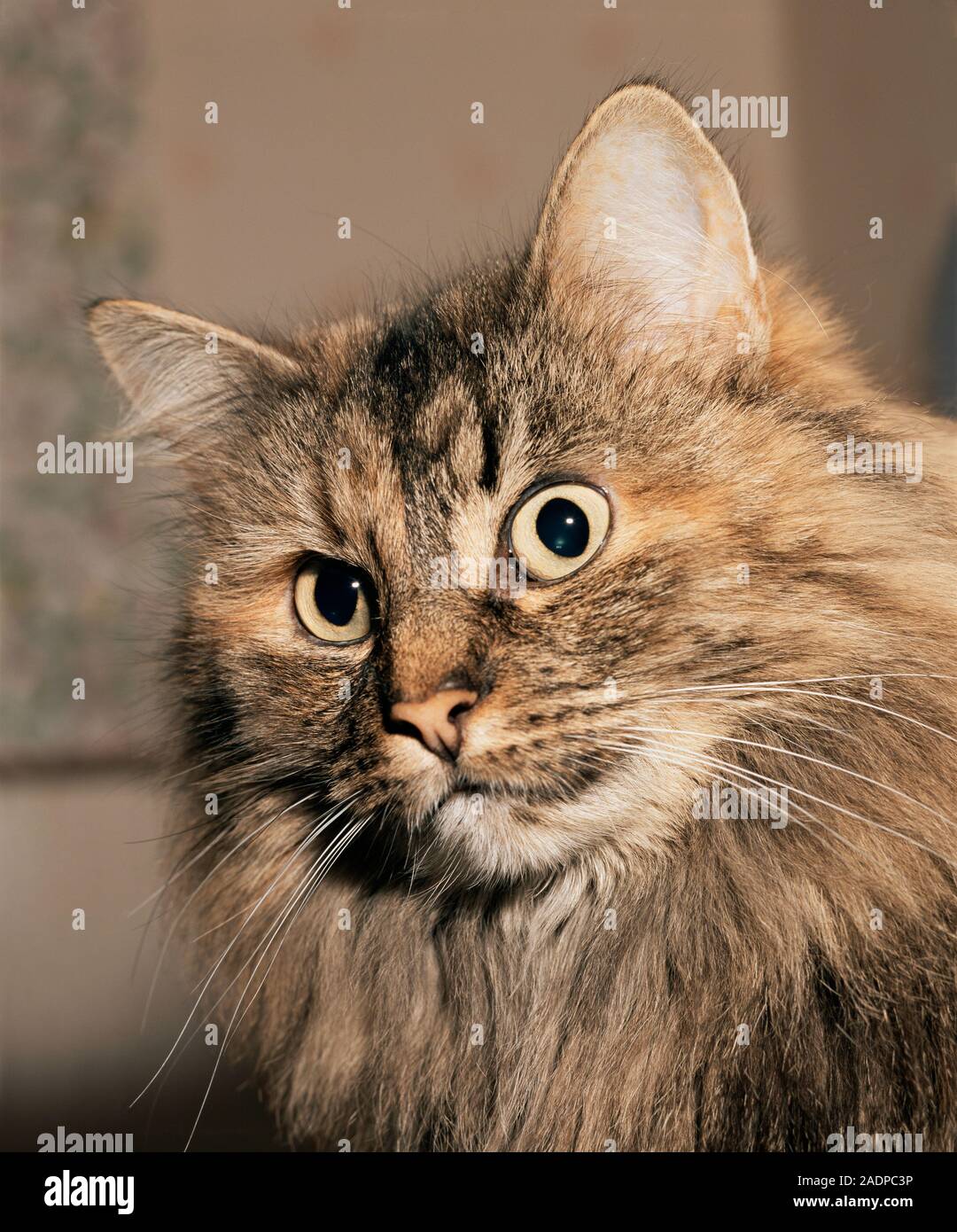 Domestic cat (Felis silvestris catus Stock Photo - Alamy