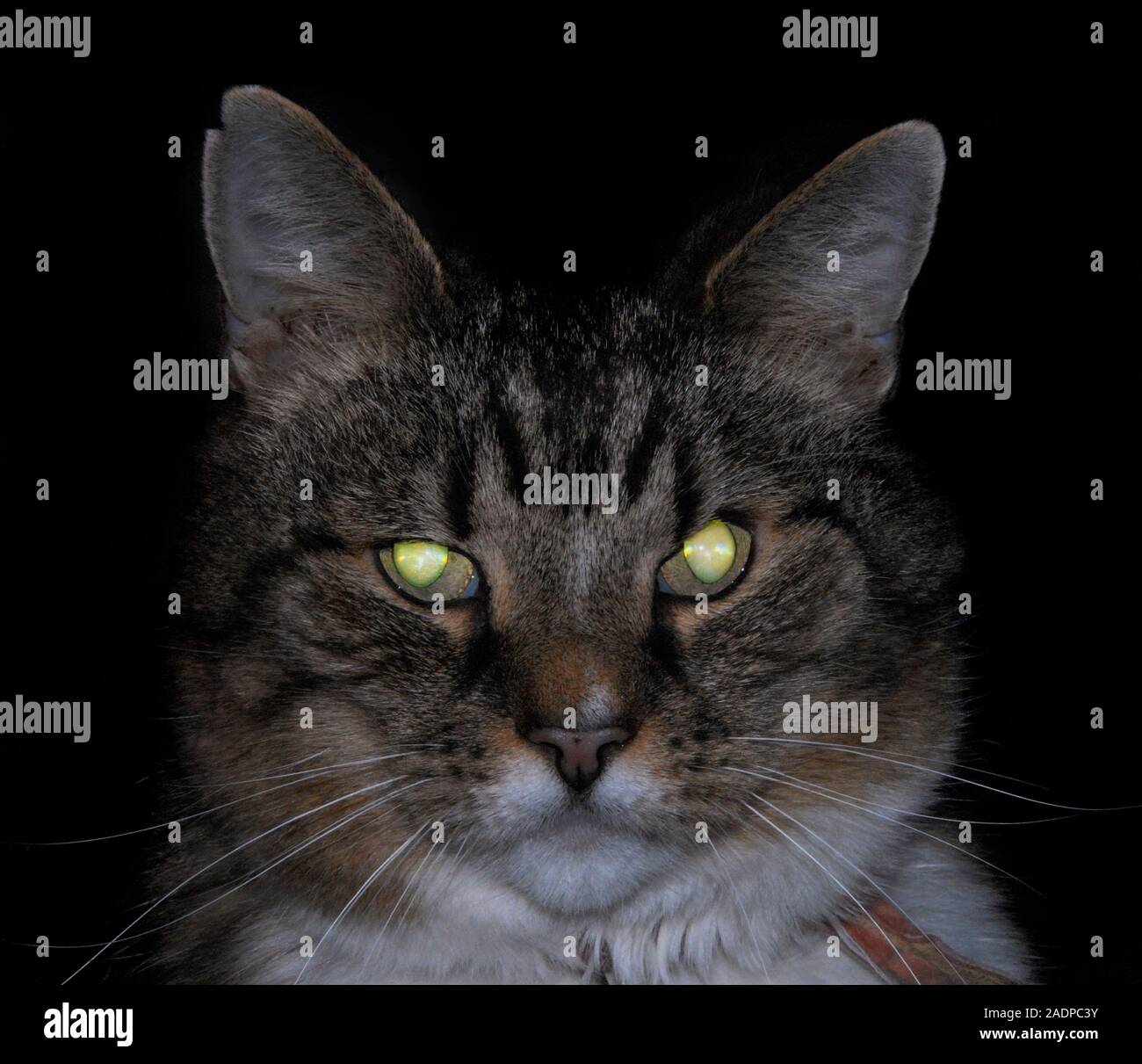 Domestic cat (Felis silvestris catus) at night. The eyes of cats have a ...