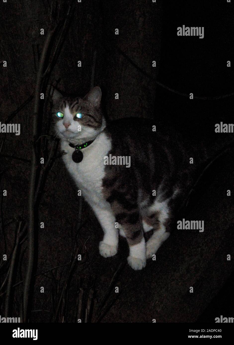 Domestic cat (Felis silvestris catus) at night. The eyes of cats have a ...