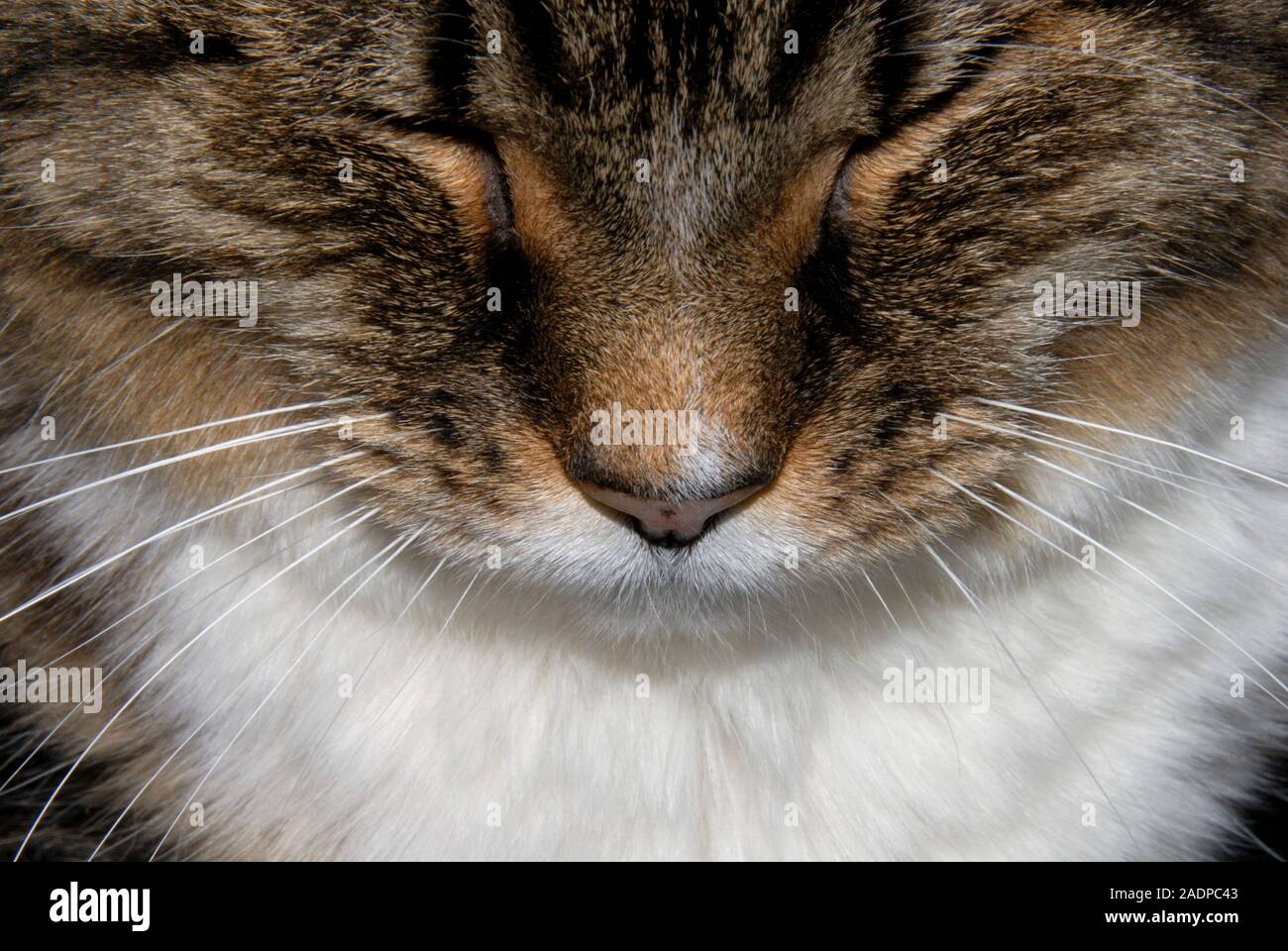 Domestic cat (Felis silvestris catus Stock Photo - Alamy