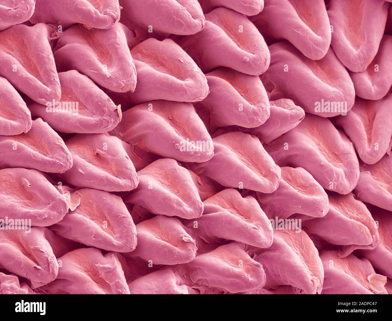 Cat's tongue. Coloured scanning electron micrograph (SEM) of the ...