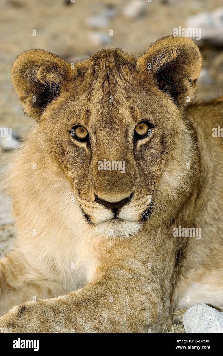 Lioness (Panthera leo). Lions range throughout sub-Saharan Africa and ...