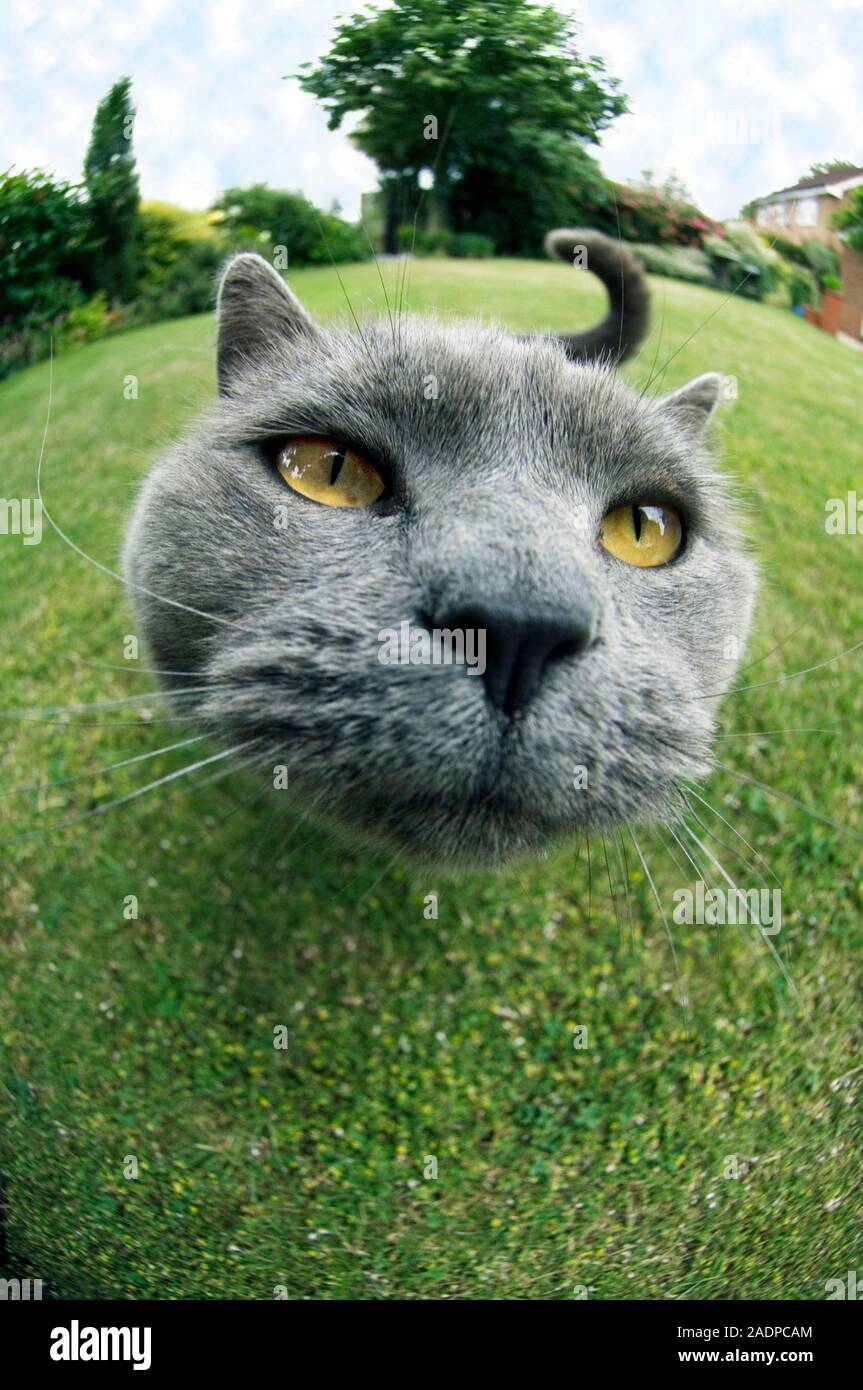 Cat's head, fish-eye lens view. This domestic cat (Felis catus) is in a ...
