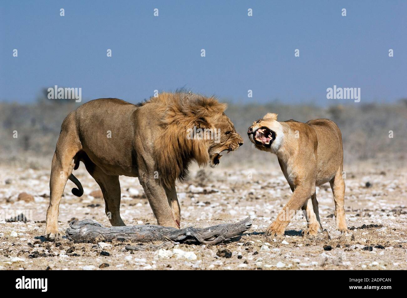 African lion mating ritual. Male and female African lions (Panthera leo ...
