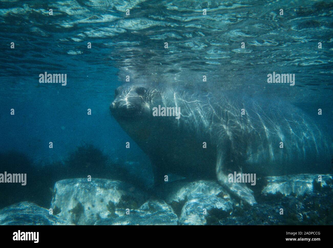Southern elephant seal (Mirounga leonina). Female seal swimming in ...