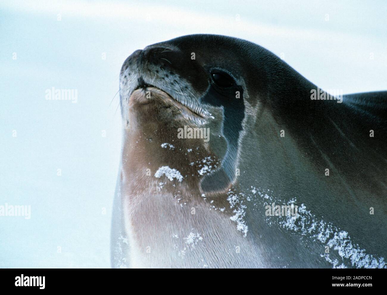 Ross seal (Ommatophoca rossii). This rare seal inhabits the Antarctic ...