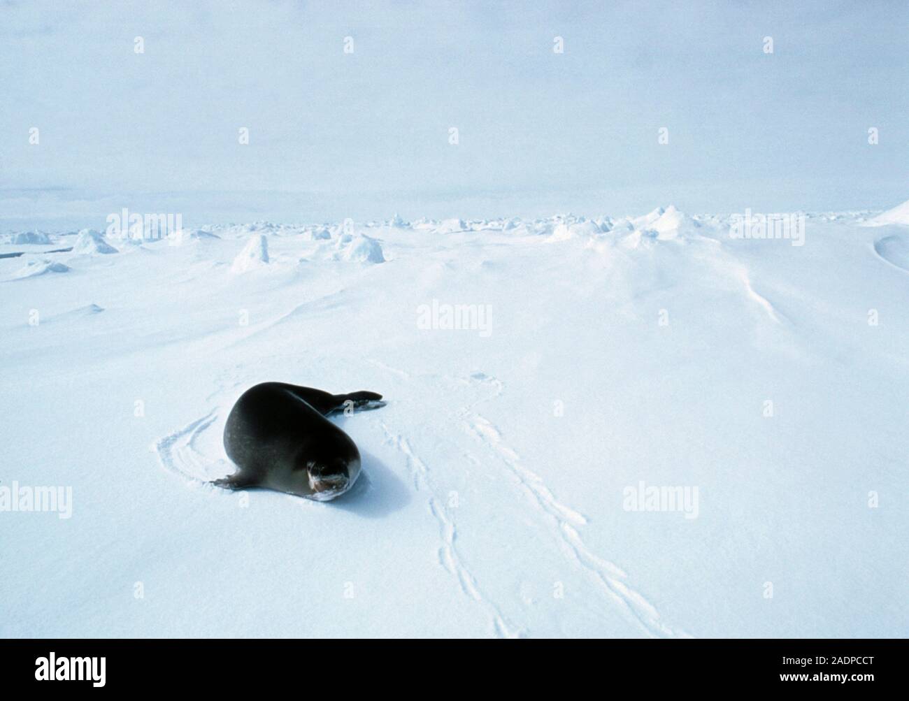 Ross seal (Ommatophoca rossii) on pack ice. This rare seal inhabits the ...