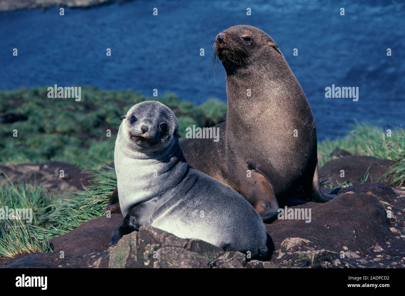 Antarctic fur seal (Arctocephalus gazella) female (cow) with her pup ...