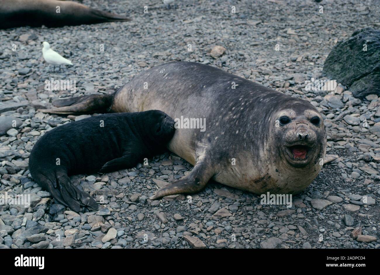 Southern elephant seal (Mirounga leonina) female (cow) suckling her pup ...