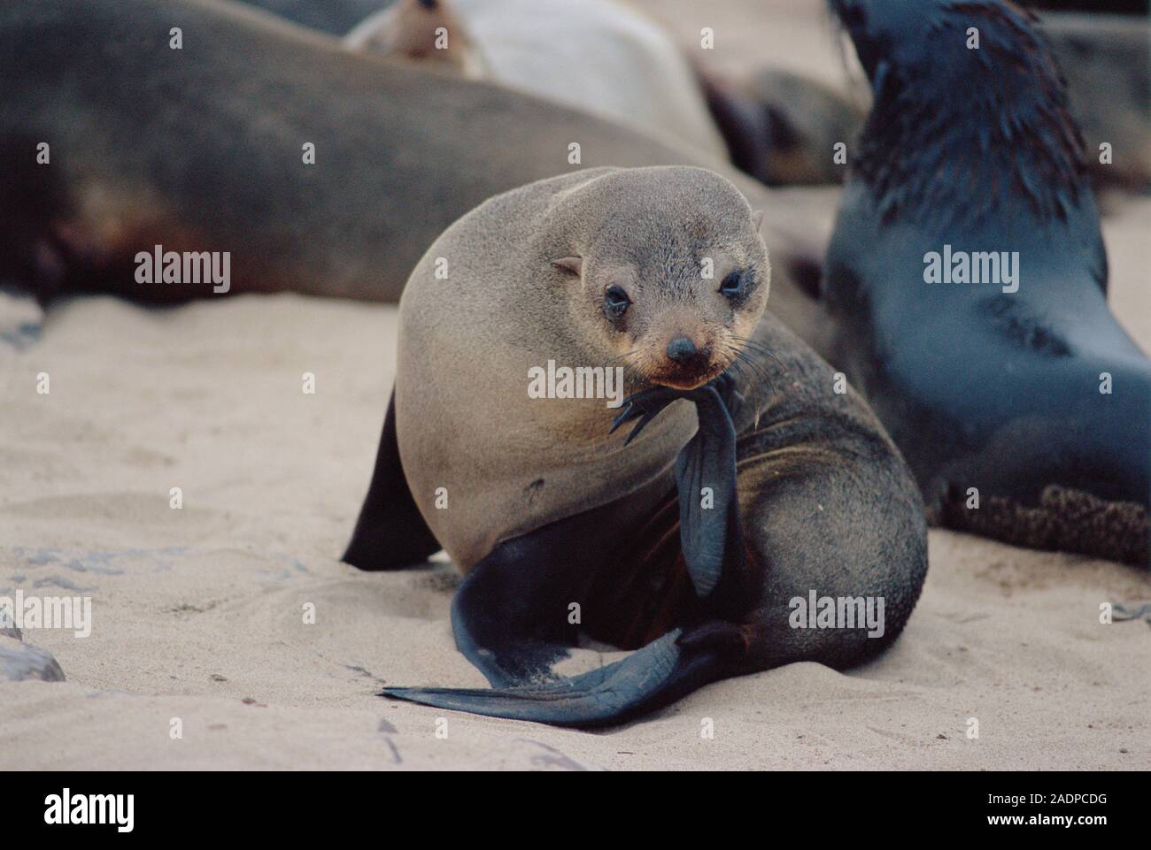 Cape fur seal (Arctocephalus pusillus pusillus) grooming itself. The ...