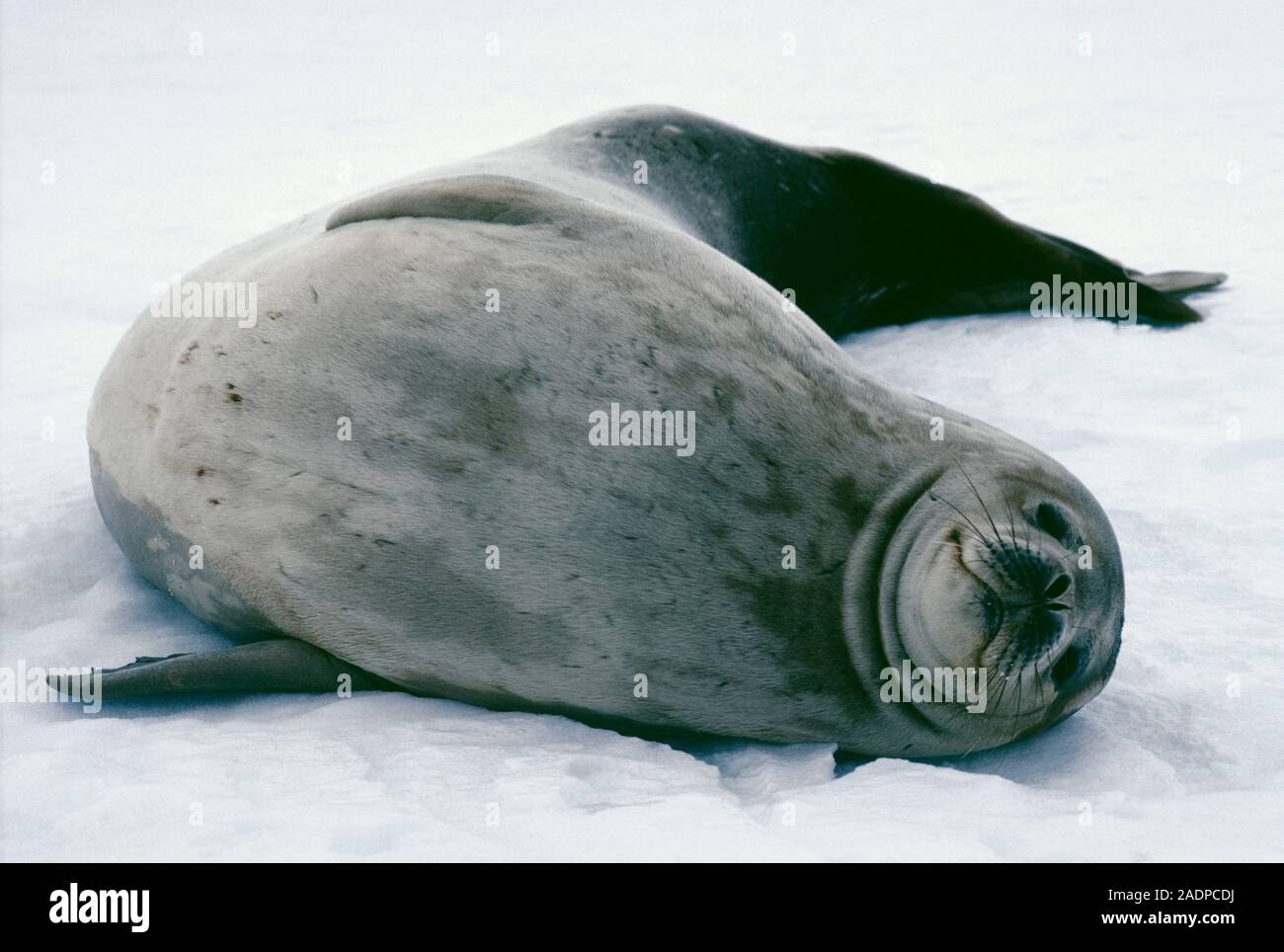 Crabeater seal (Lobodon carcinophagus) resting on ice. Despite the name ...