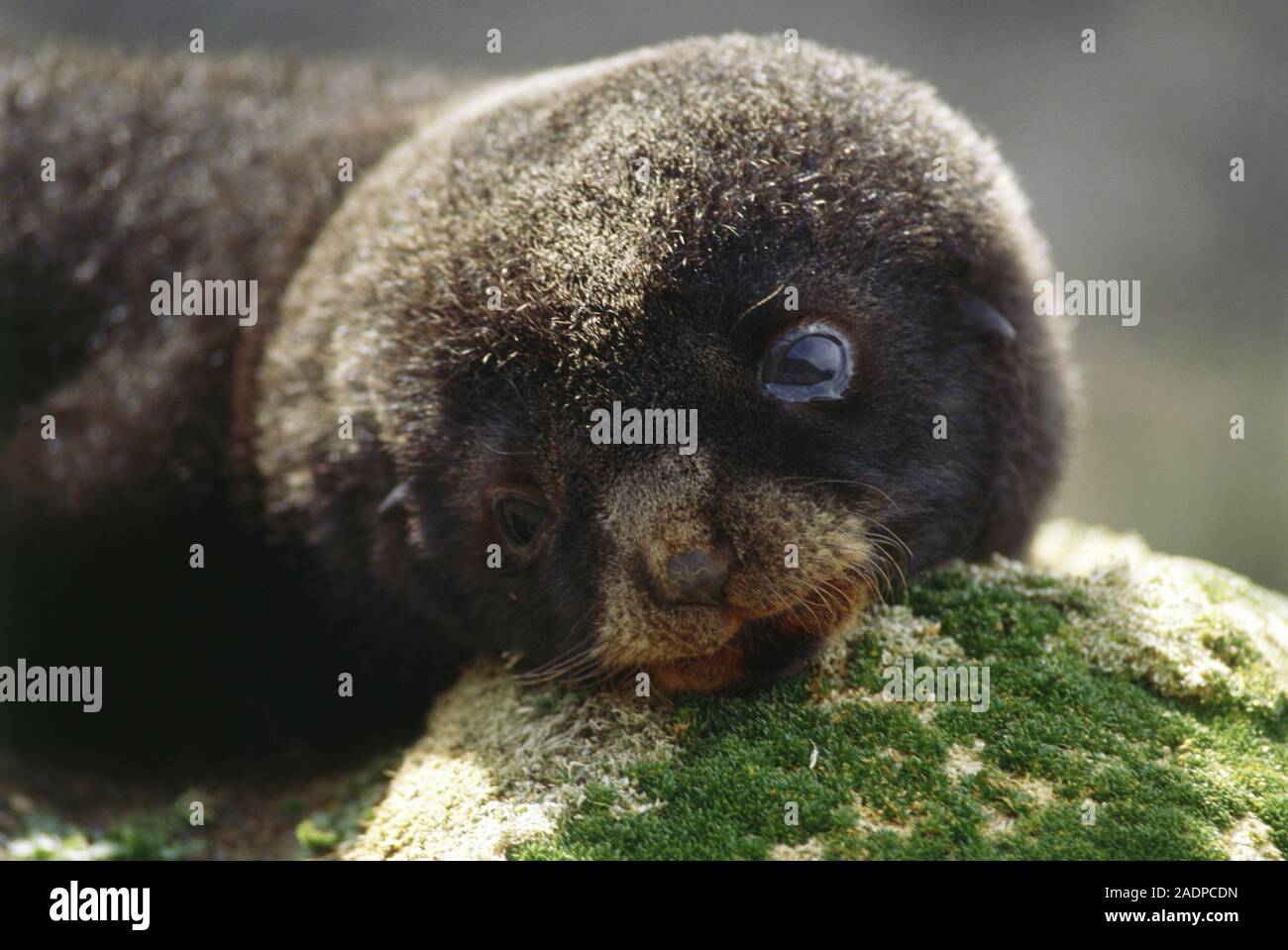 Antarctic fur seal (Arctocephalus gazella) pup. Female fur seals give ...