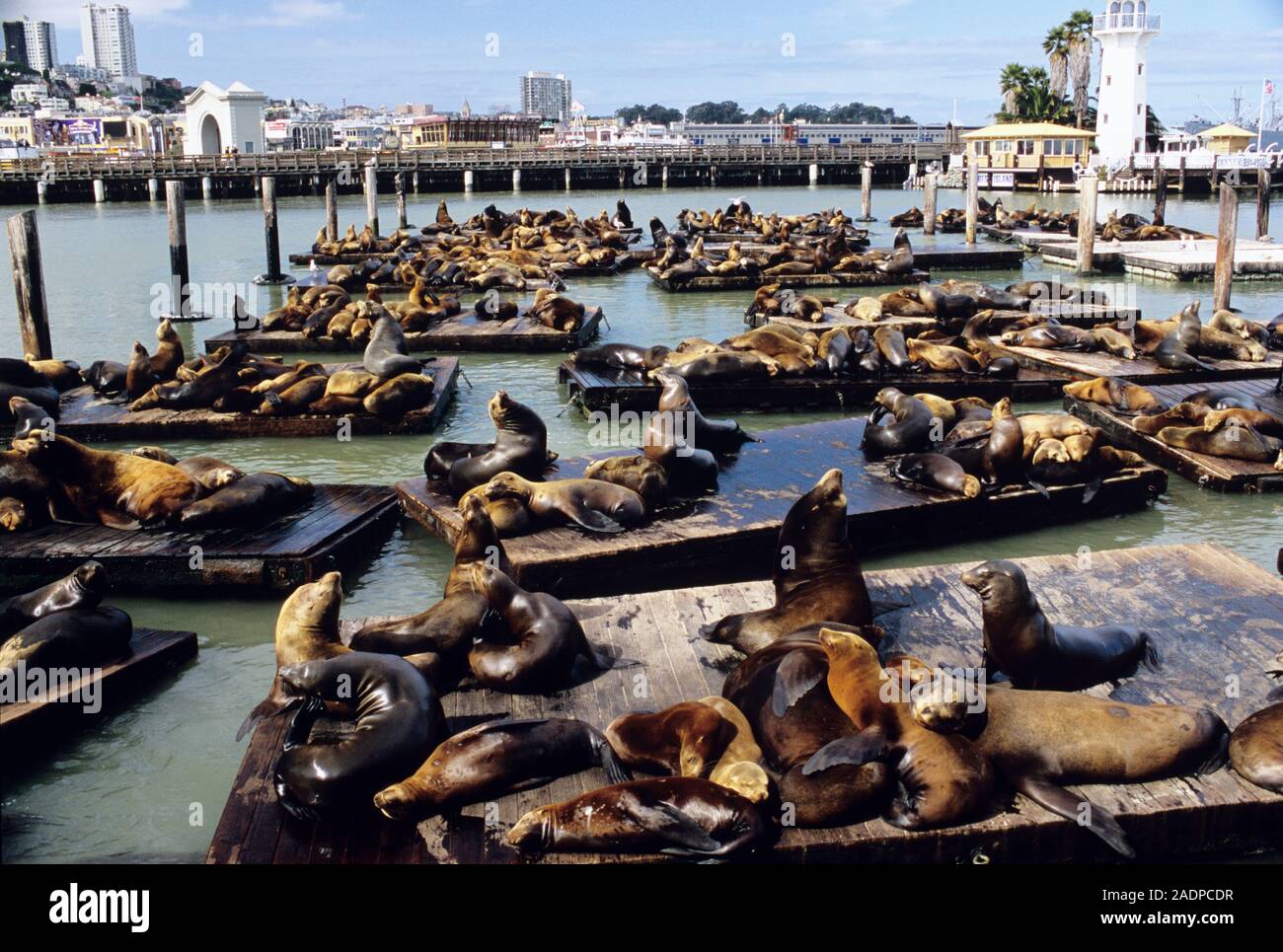 California sea lions (Zalophus californianus), resting on floating ...