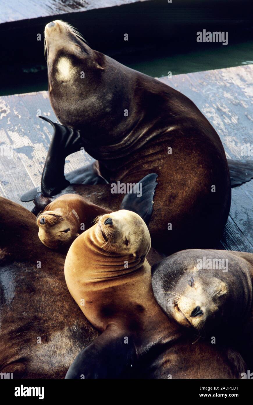 California Sea Lions Zalophus Californianus Including Two Pups