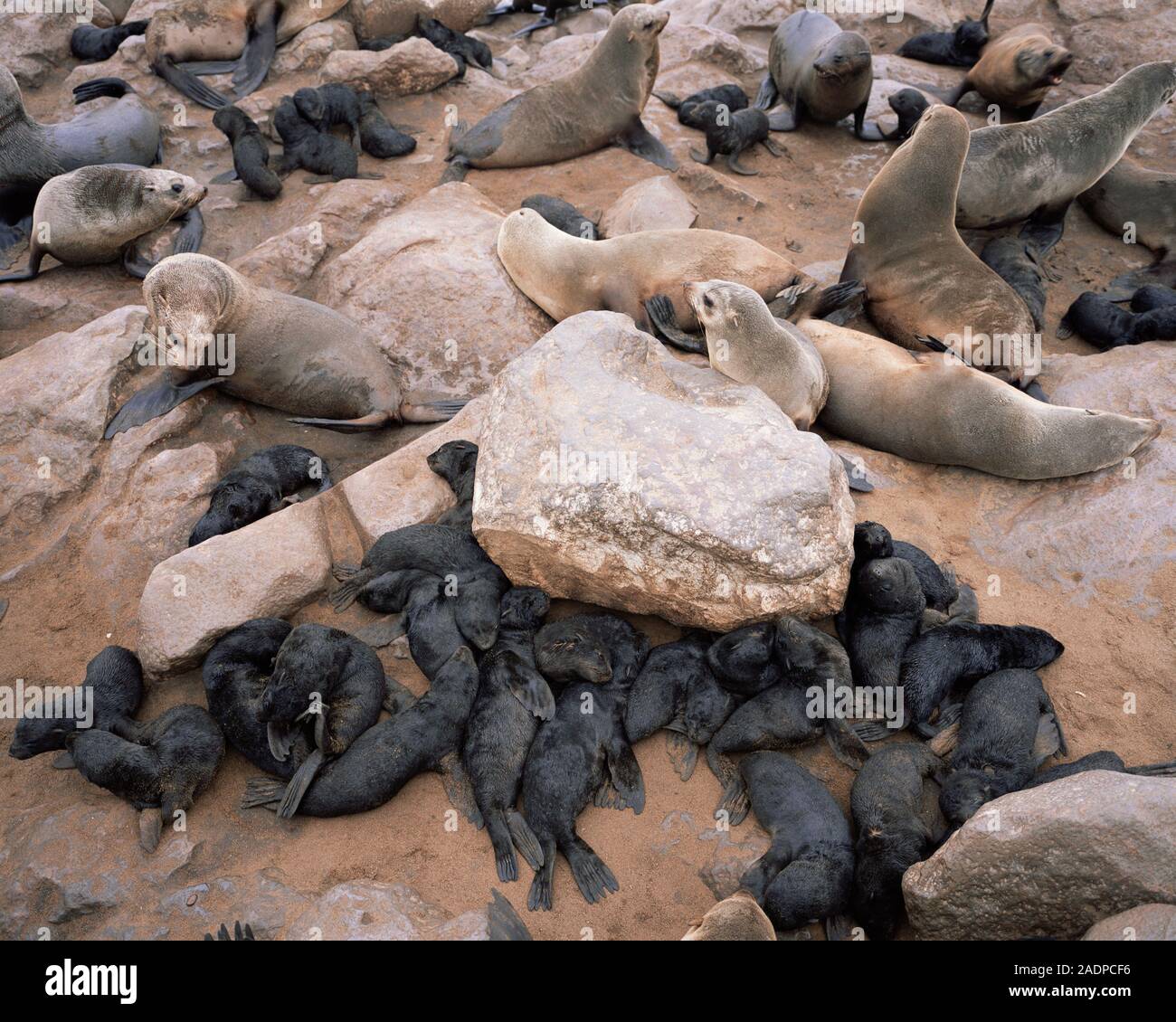 Cape Cross seal pups sheltering around a boulder. The Cape fur seal ...