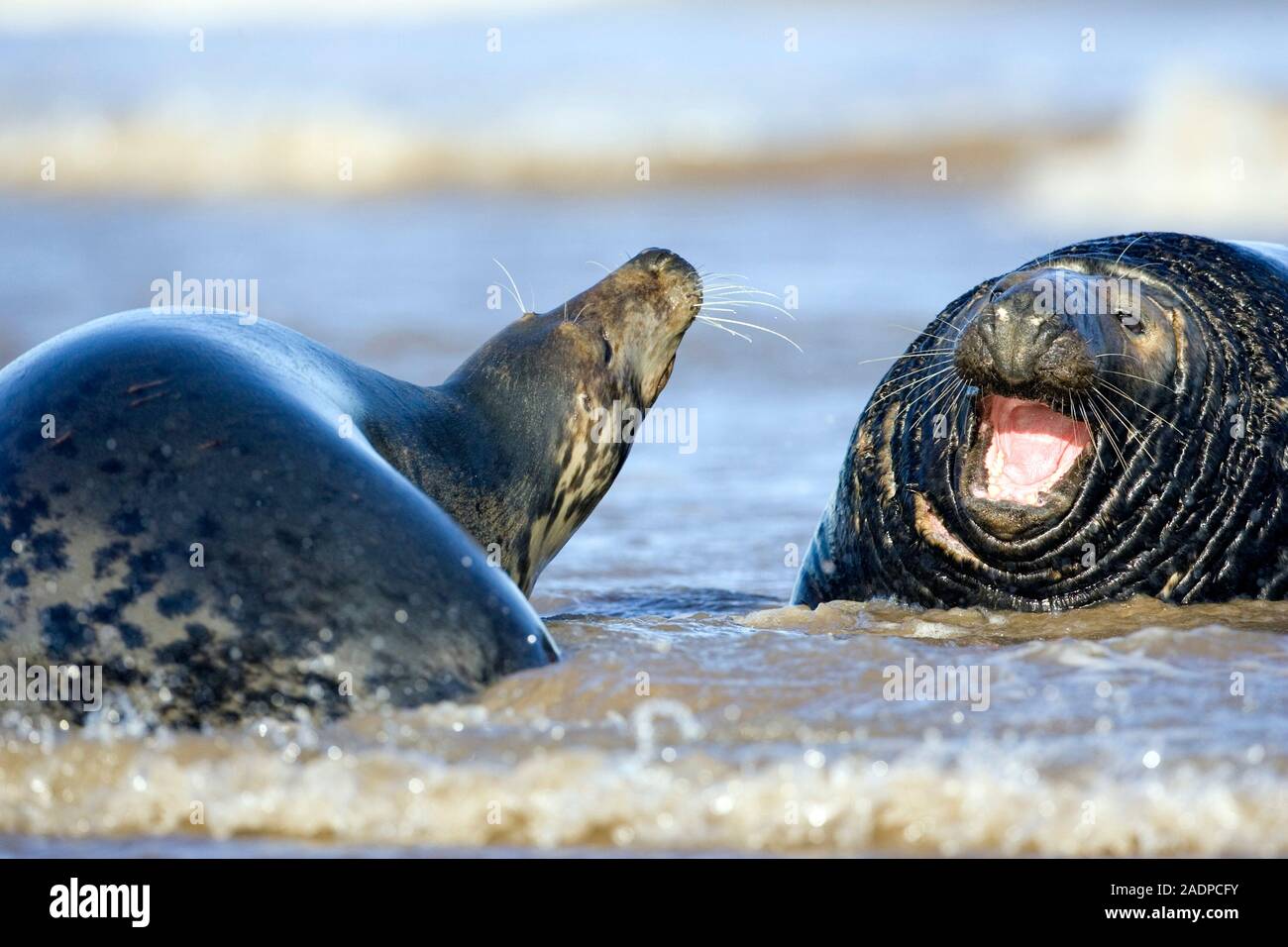 Seals Gestation Period at Lisa Hawke blog