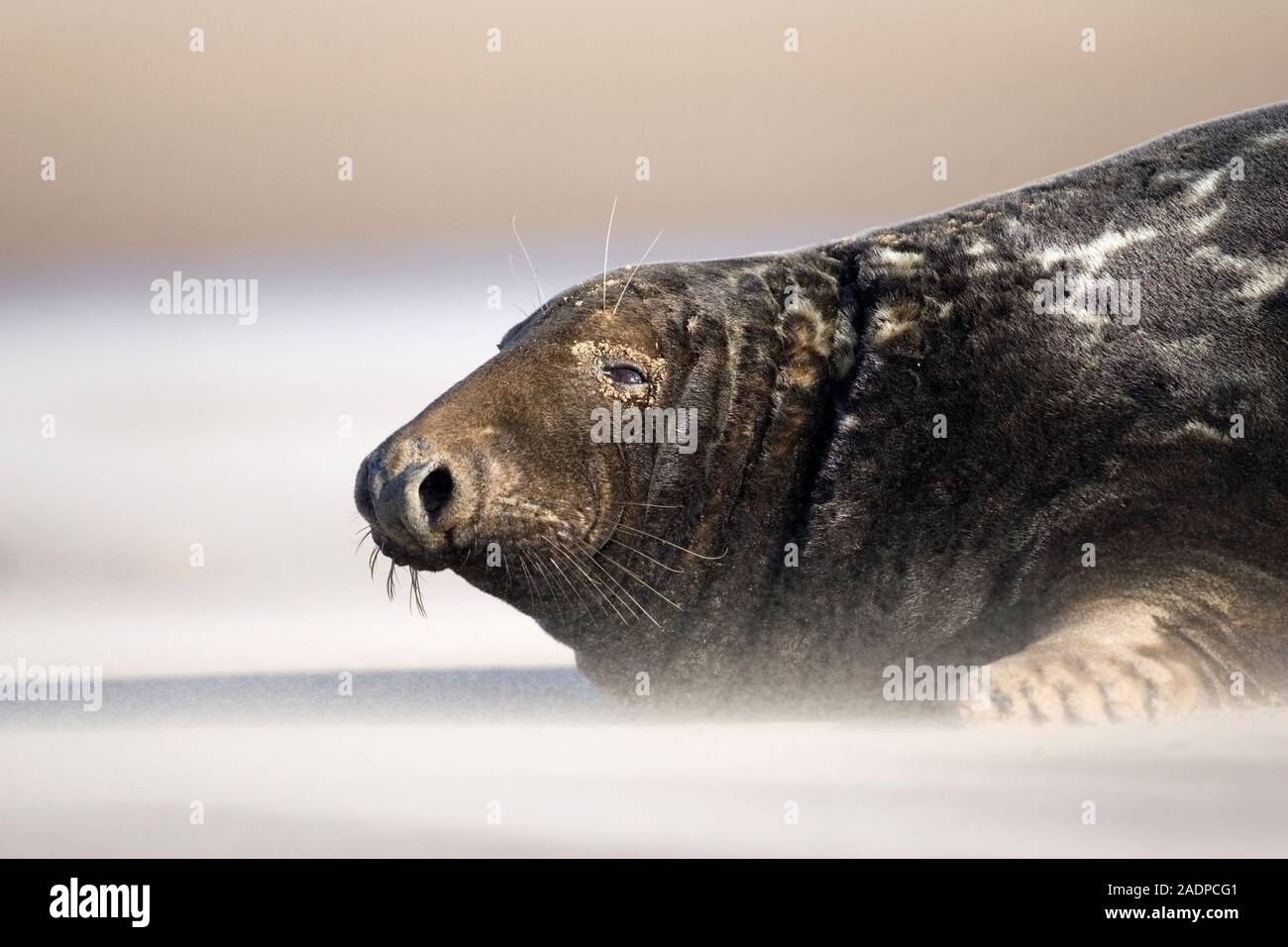 Grey seal bull (Halichoerus grypus) lying on a beach during a sandstorm ...