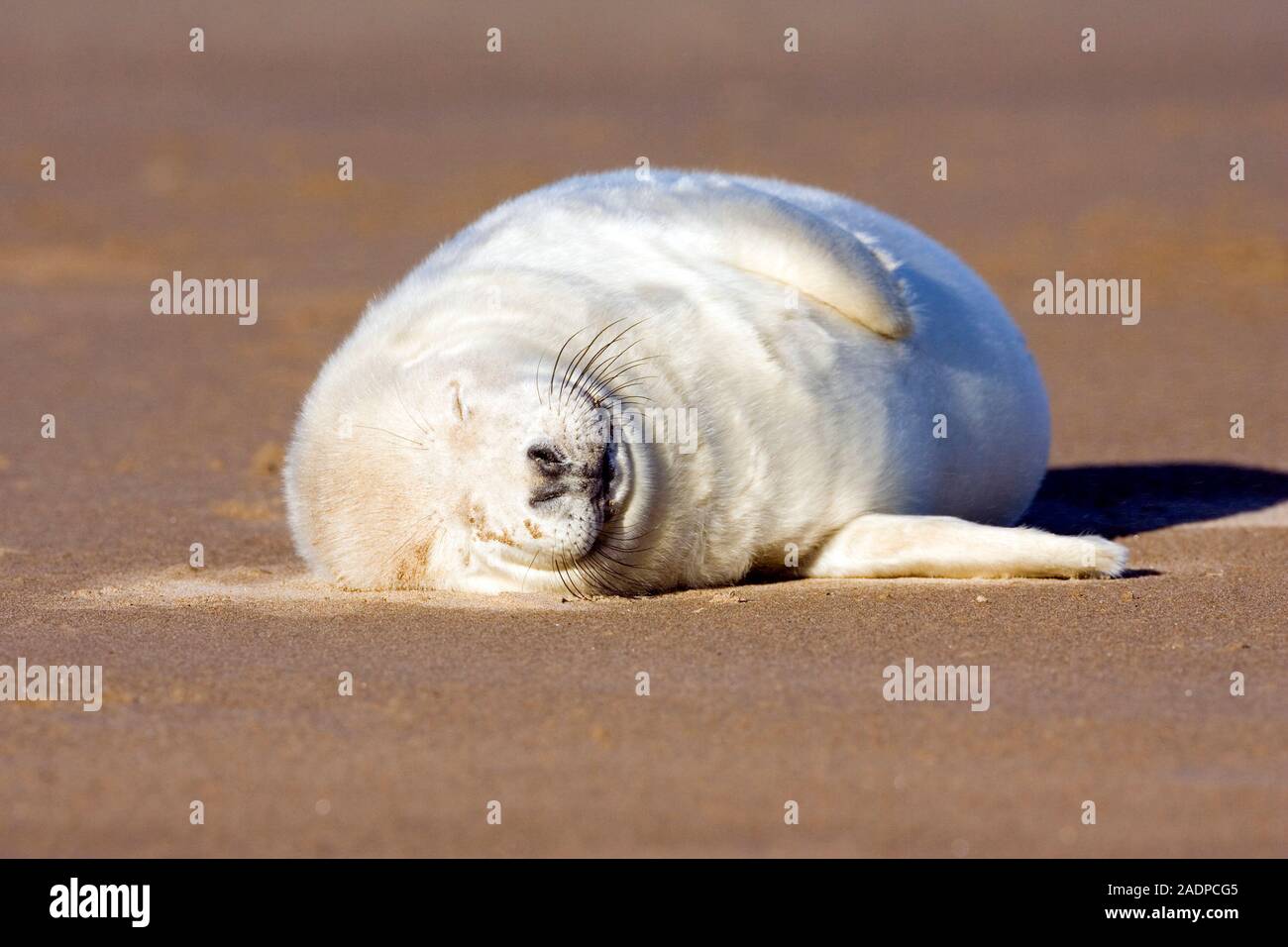 Grey seal pup (Halichoerus grypus) sleeping on a sandy beach. The grey ...