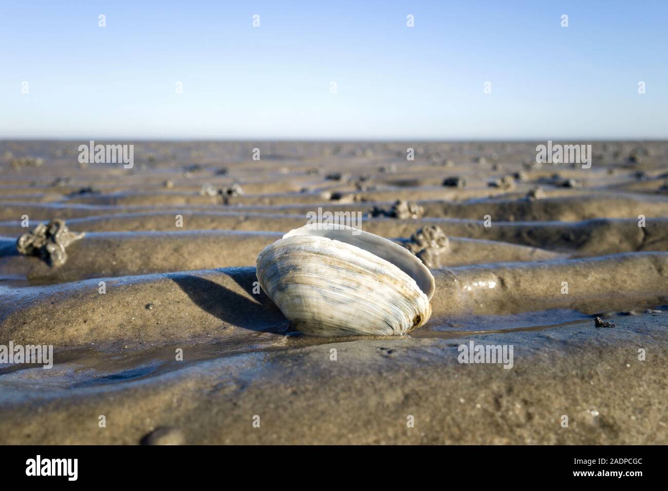 Sand Gaper in the Wadden Sea in Cuxhaven, Germany Stock Photo - Alamy