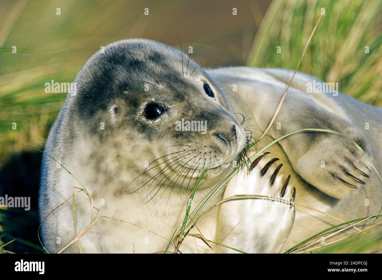 Grey seal pup (Halichoerus grypus) in marram grass (Ammophila arenaria ...