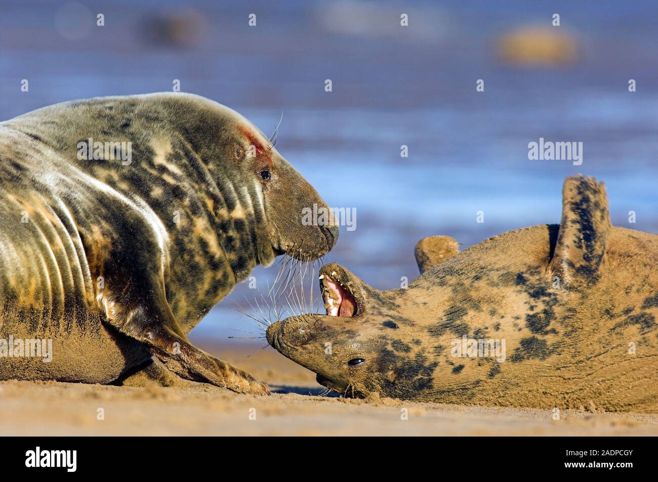 Grey seal aggression (Halichoerus grypus). Male (left) and female ...