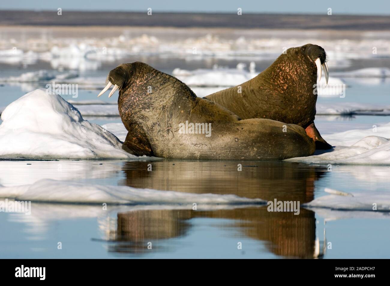 Atlantic walruses (Odobenus rosmarus rosmarus). Two female walruses on ...