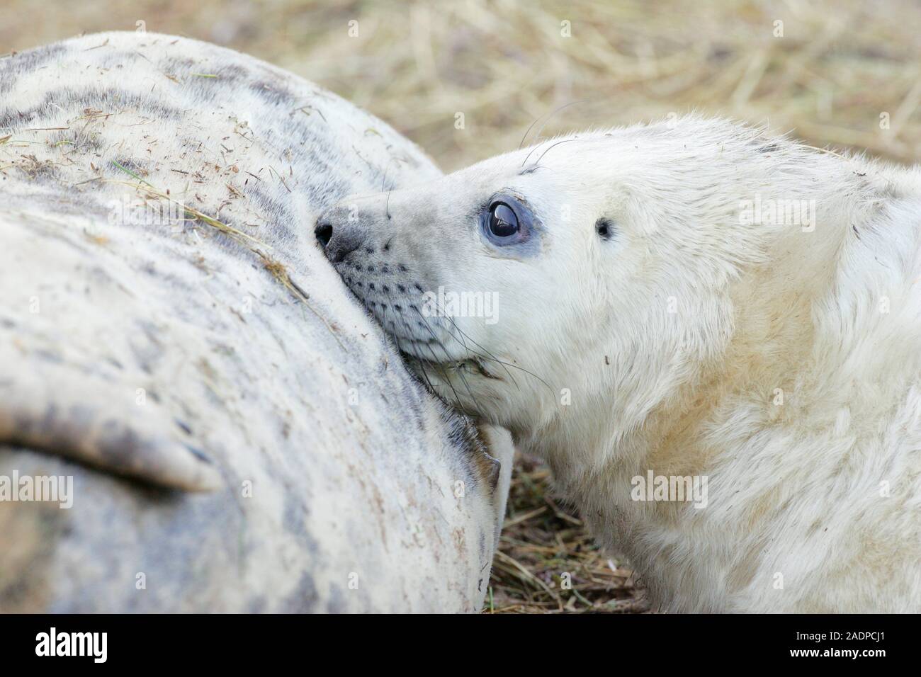 Grey seal pup (Halichoerus grypus) suckling. The grey seal gives birth ...